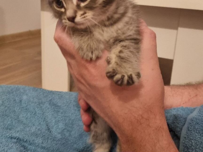 Кошка девочка 1.5 месяца