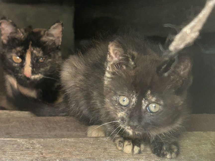 Пушистый котенок-медвежонок в добрые руки