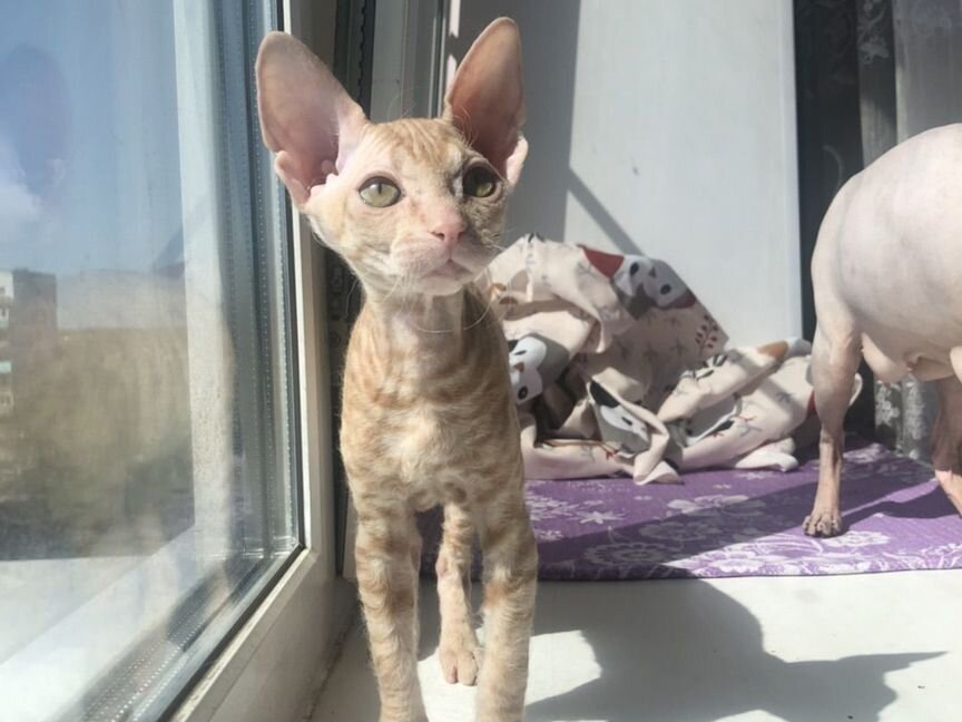 Сфинкс котенок девочка