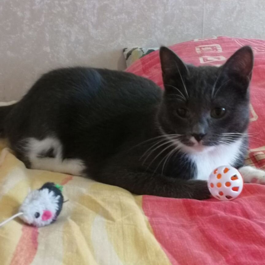 Взрослая кошка в добрые руки