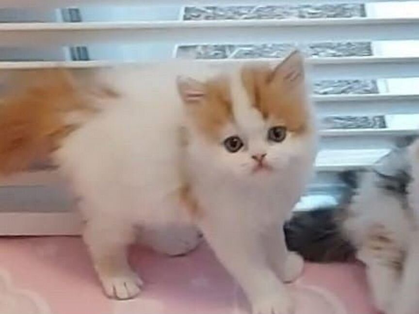 Шотландский малыш