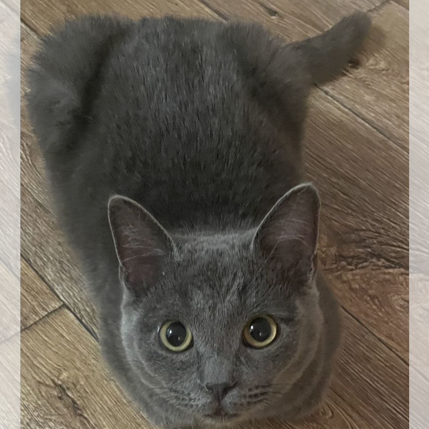 Взрослый кот в добрые руки