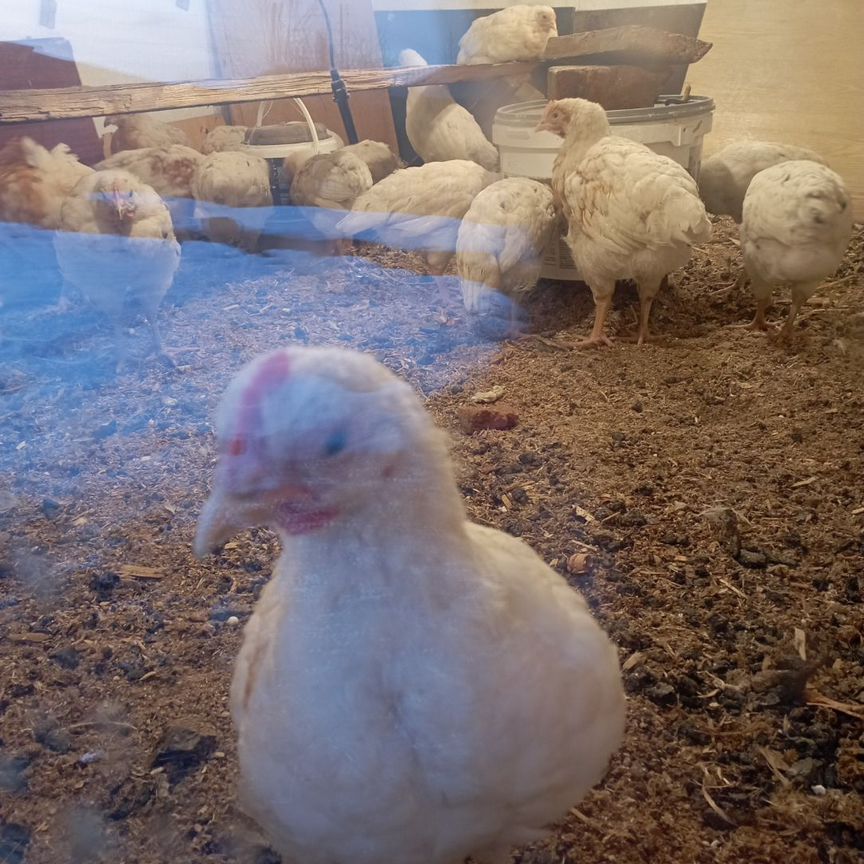 Петушок ломан Браун 49 дней