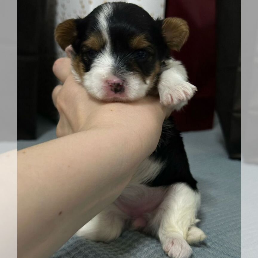 Голубоглазый бивер РКФ