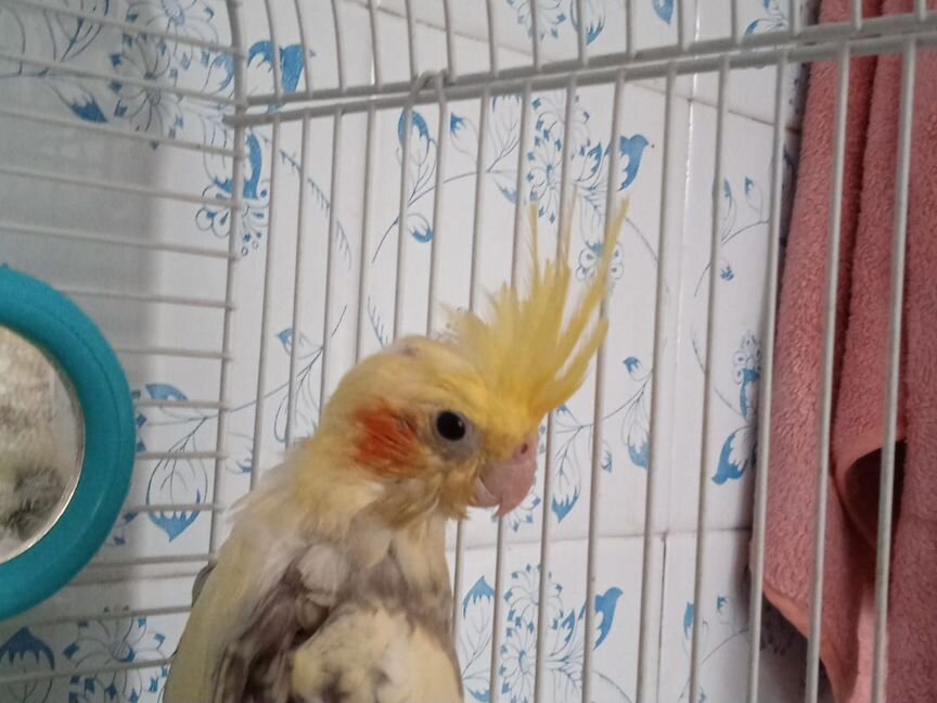 Попугай корелла птенец