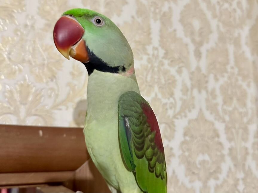 Александрийский попугай