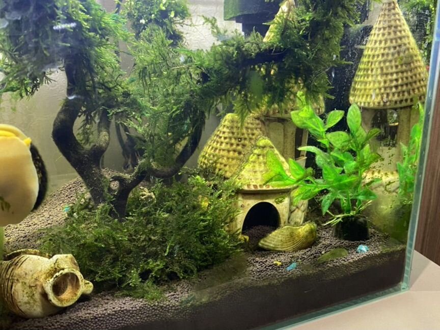 Аквариум кубик запущенный