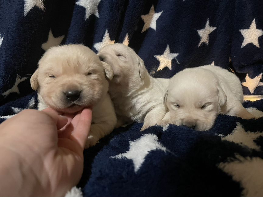 Лабрадор щенки