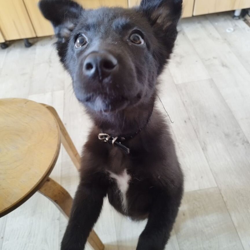 Щенок в добрые руки мальчик