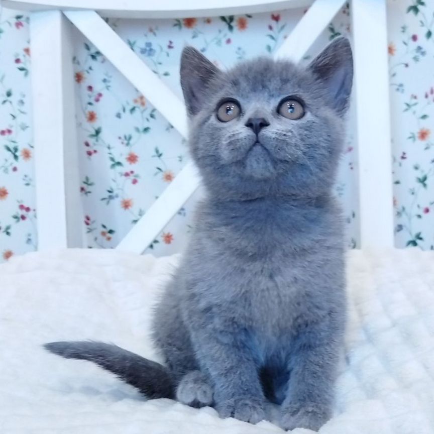 Британский котёнок девочка