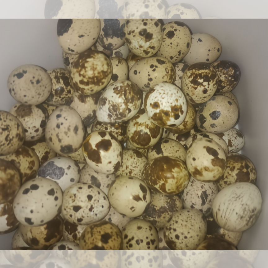 Инкубационное яйцо перепелов феникс