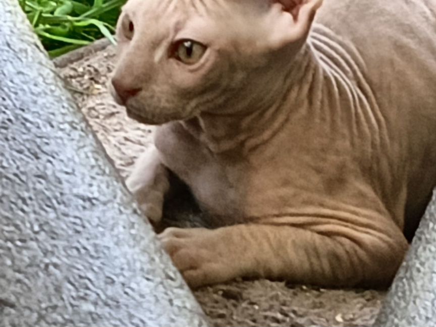Донской сфинкс. Котята