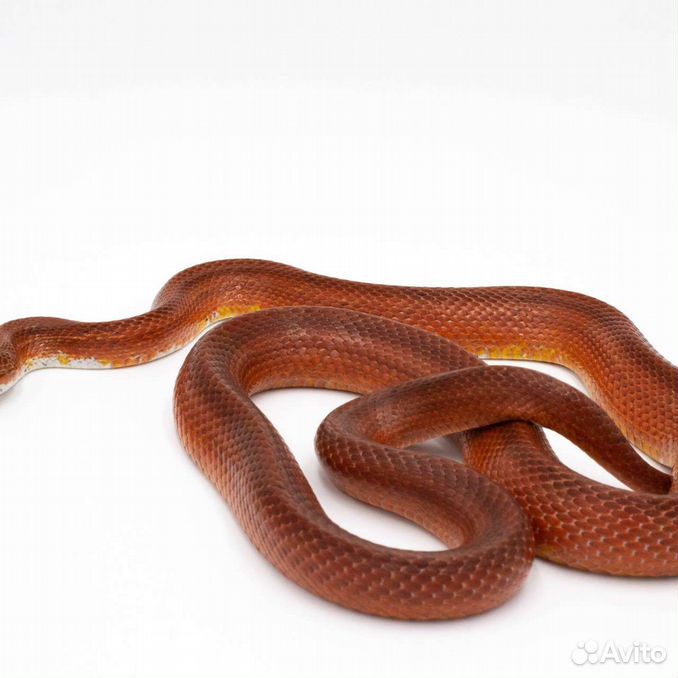 Маисовые полозы Bloodred/Bloodred Tessera
