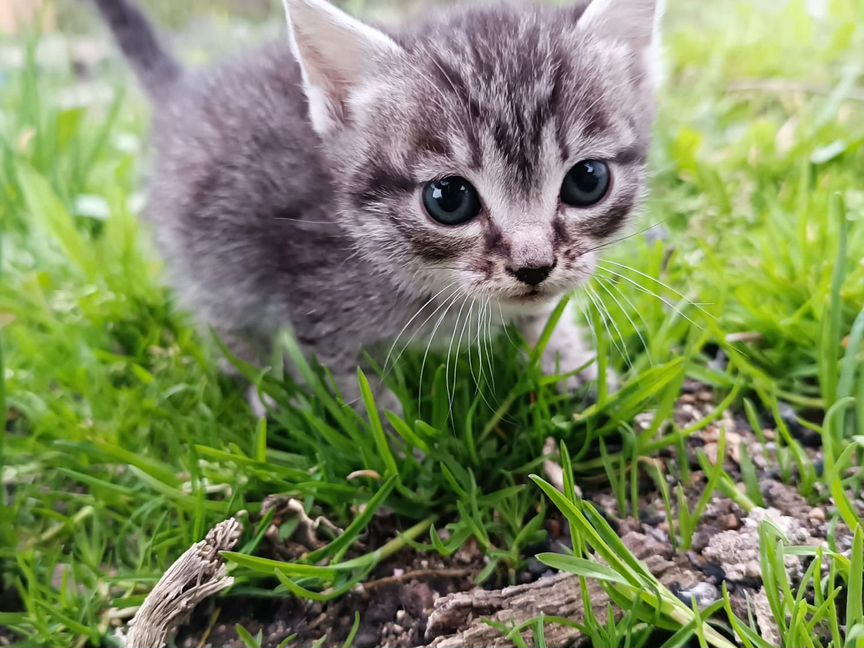 Котенок в добрые руки