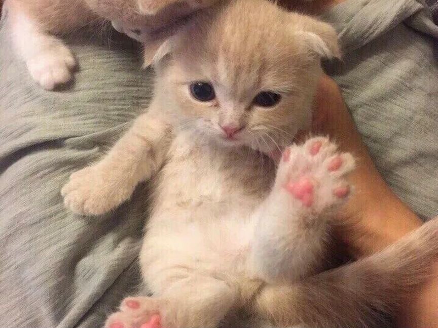Шотландский котенок