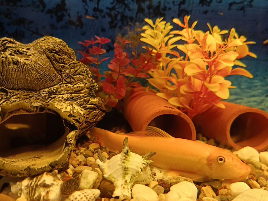 Водорослеед(геринохейлус)