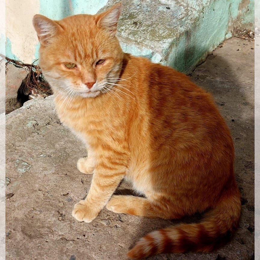 Кот в добрые руки