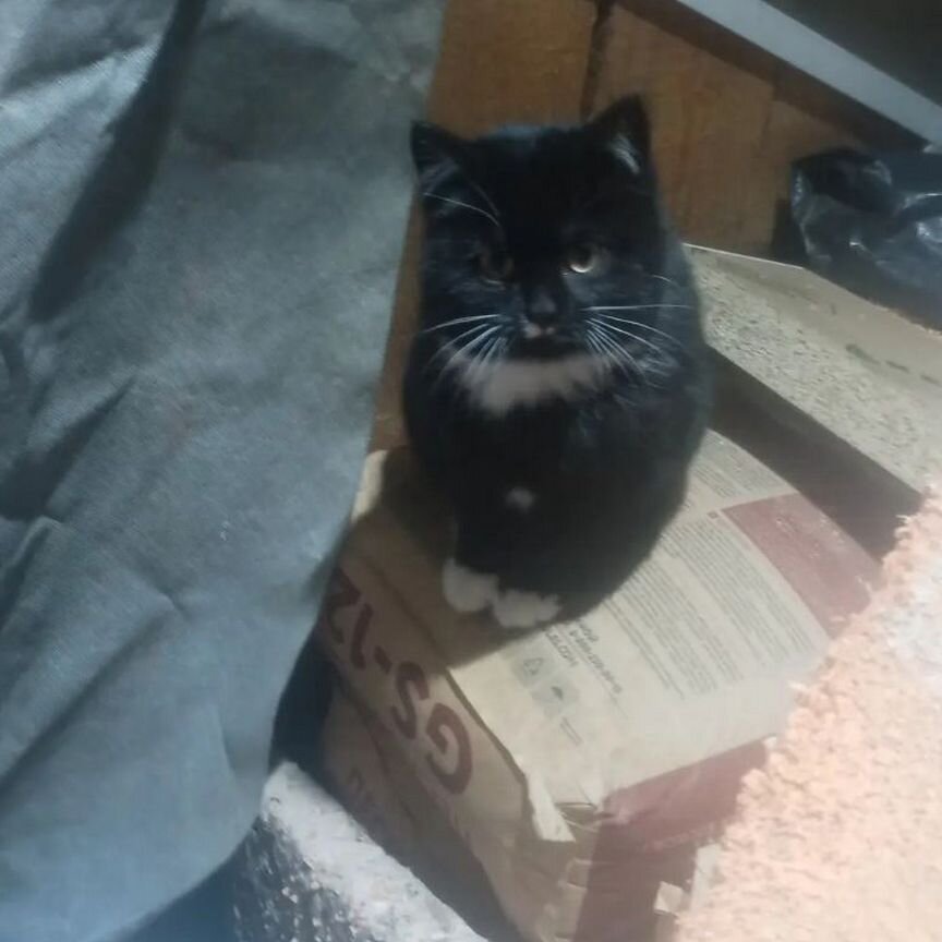 Котёнок в добрые руки