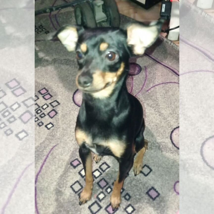 Русский той-терьер