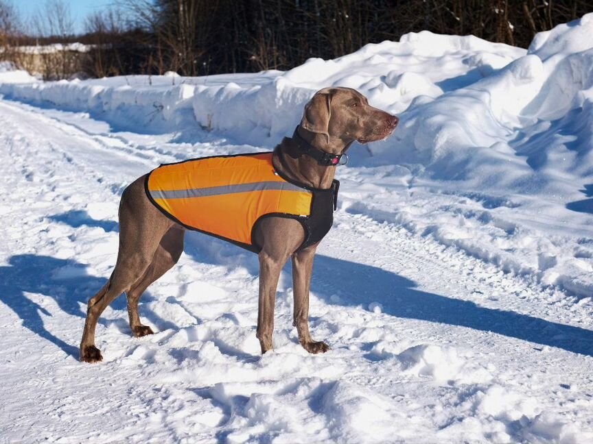 Неопреновый жилет для собак