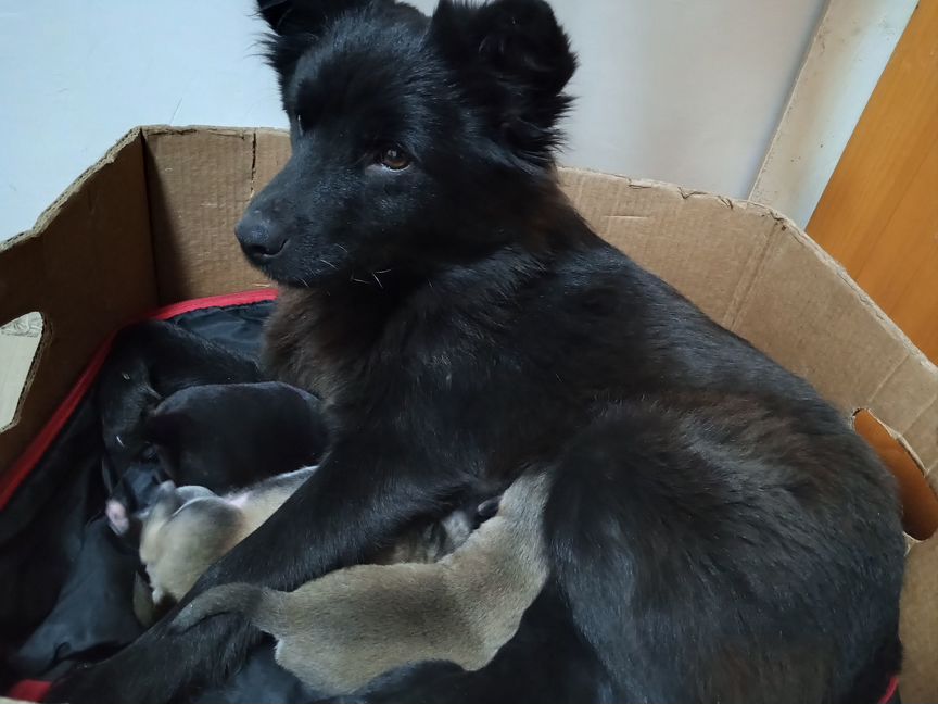 Щенок в добрые руки бесплатно