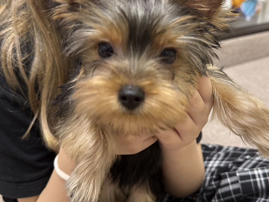 Йоркширский терьер девочка