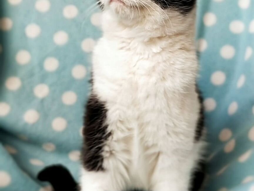 Котята 5 месяцев