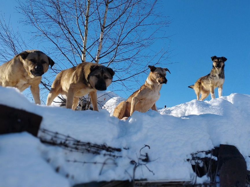 В добрые руки