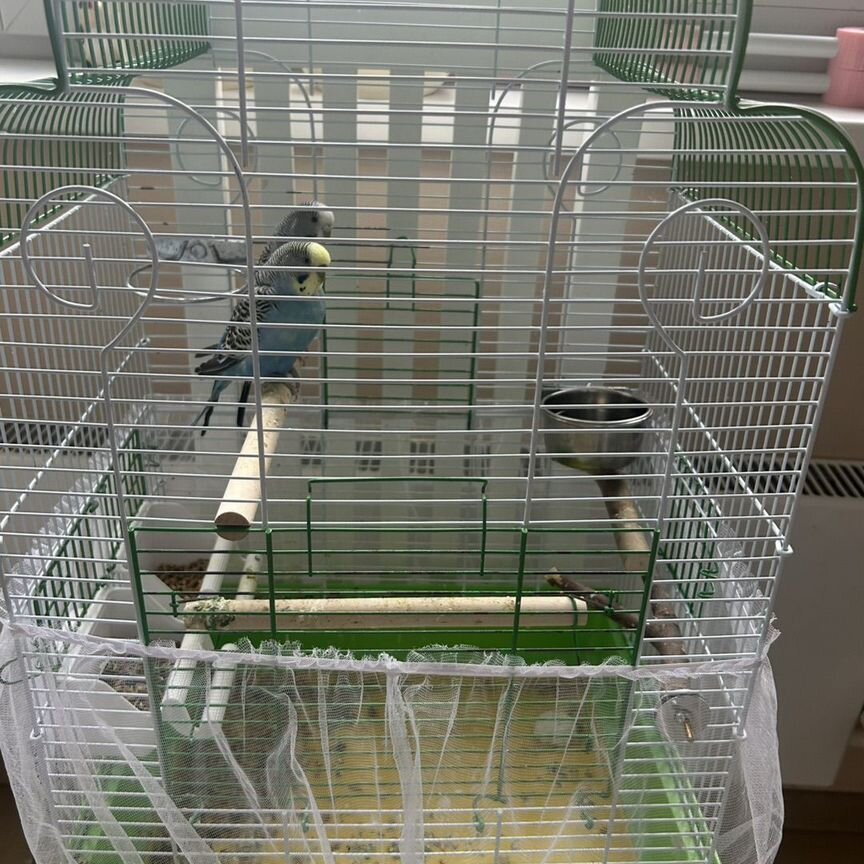 Попугаи волнистики