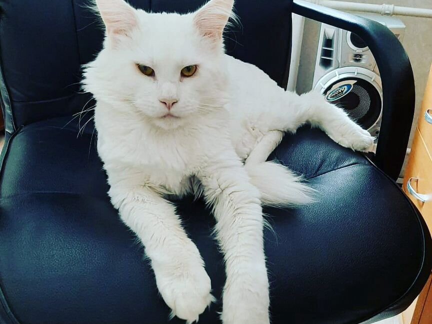 Кот мейн-кун ждёт даму на вязку