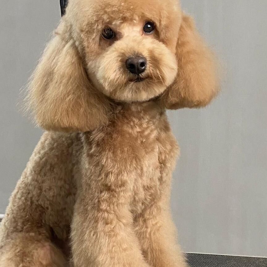 Вязка кобель той-пудель