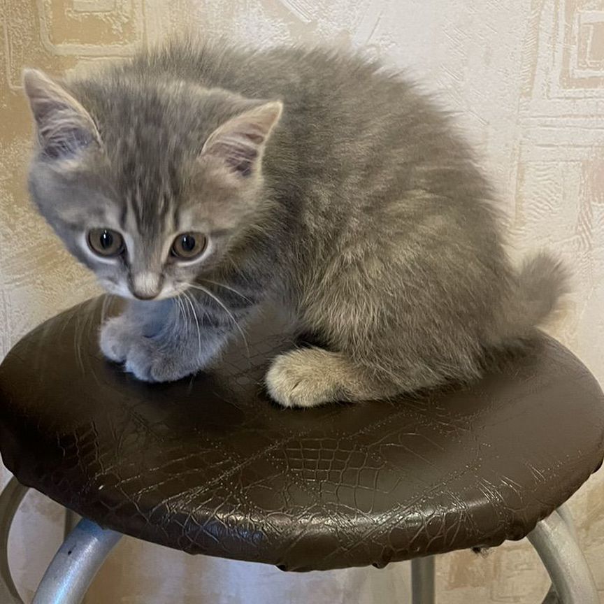 Котенок девочка бесплатно