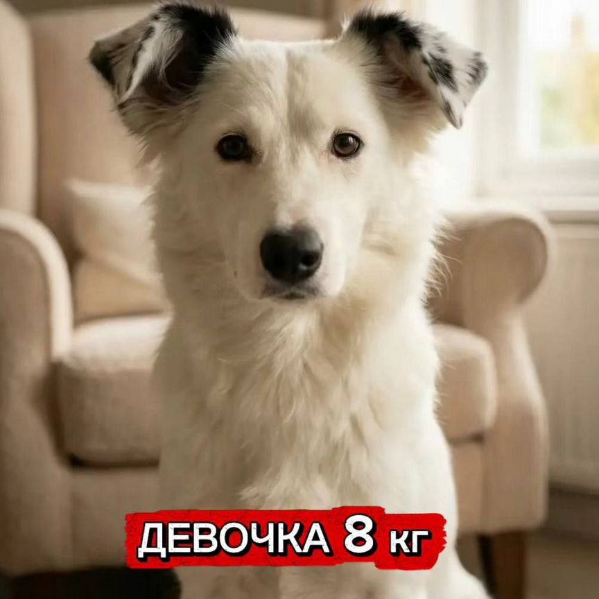 Взрослая собака в добрые руки