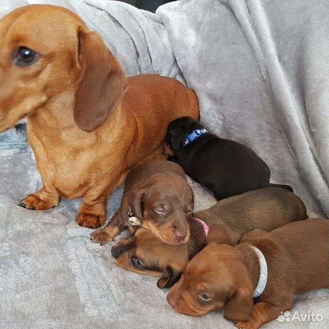 Щенки кроличьей таксы