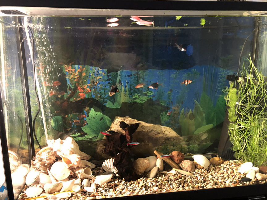 Аквариум