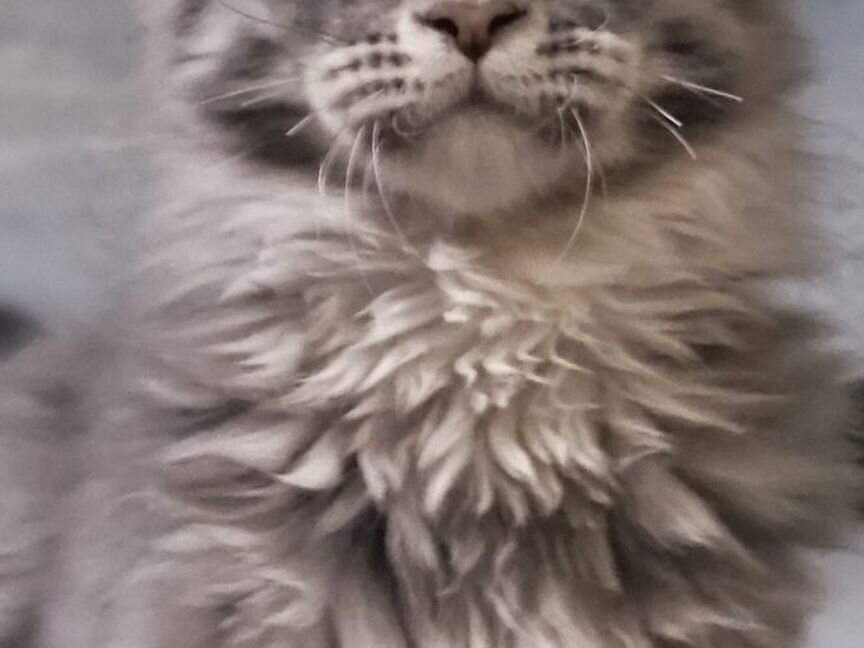 Мейн кун котёнок