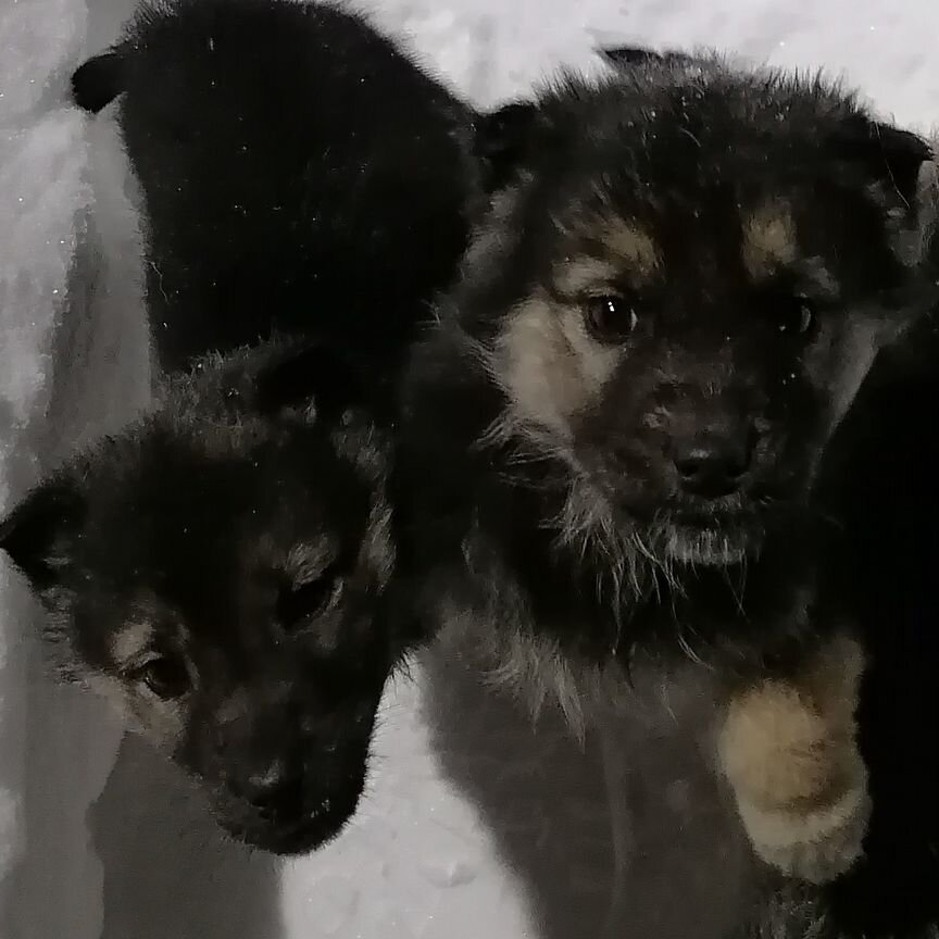 Немецкая овчарка, щенок