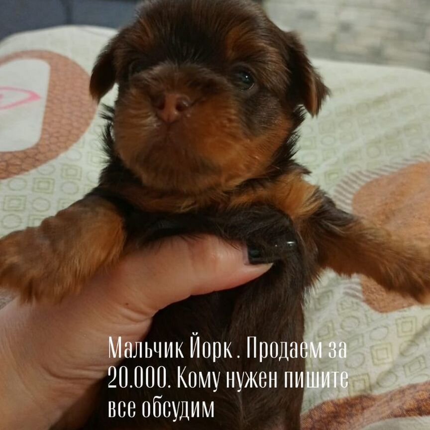 Йорки