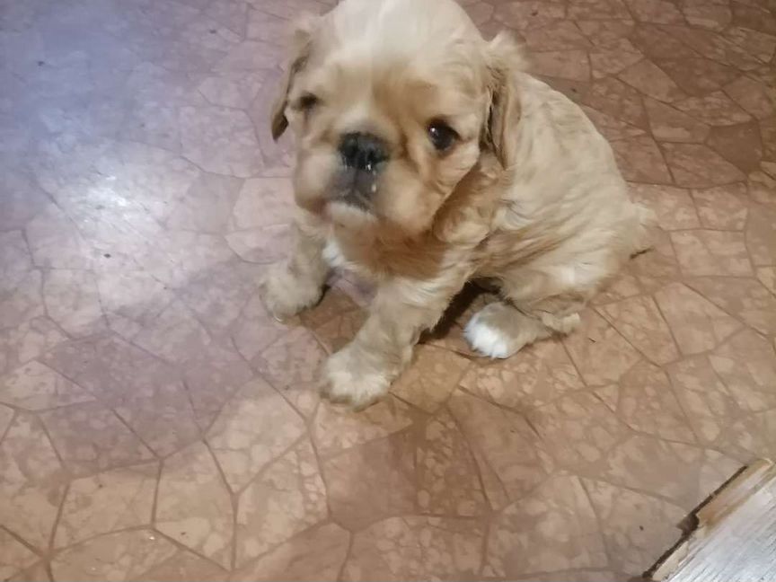 Кинг чарльз спаниель