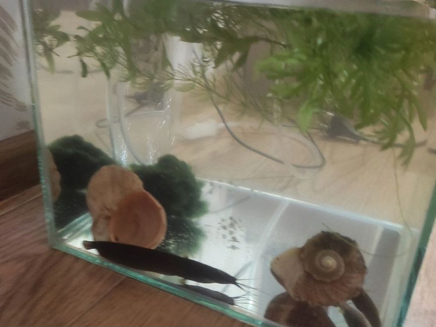 Сомики мешкожаберные