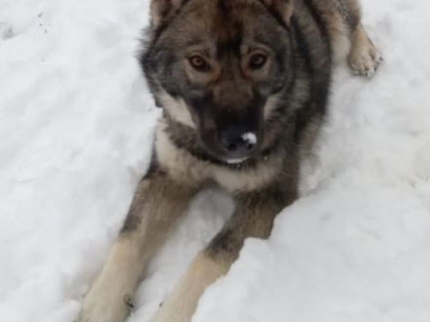 Чехословацкий влчак, щенки