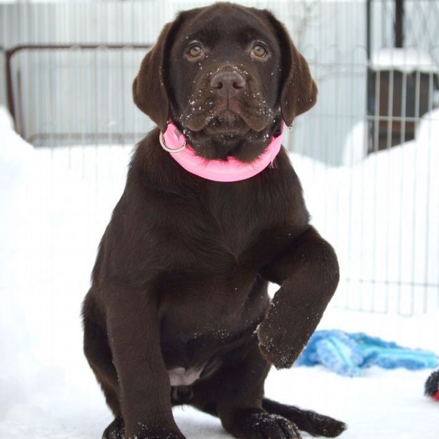 Лабрадор-ретривер, щенок