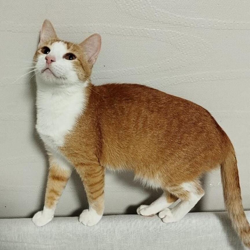 Кошки