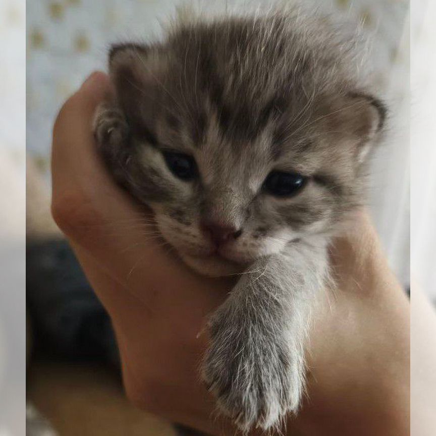 Отдам котят в добрые руки (2 мальчика и девочка)