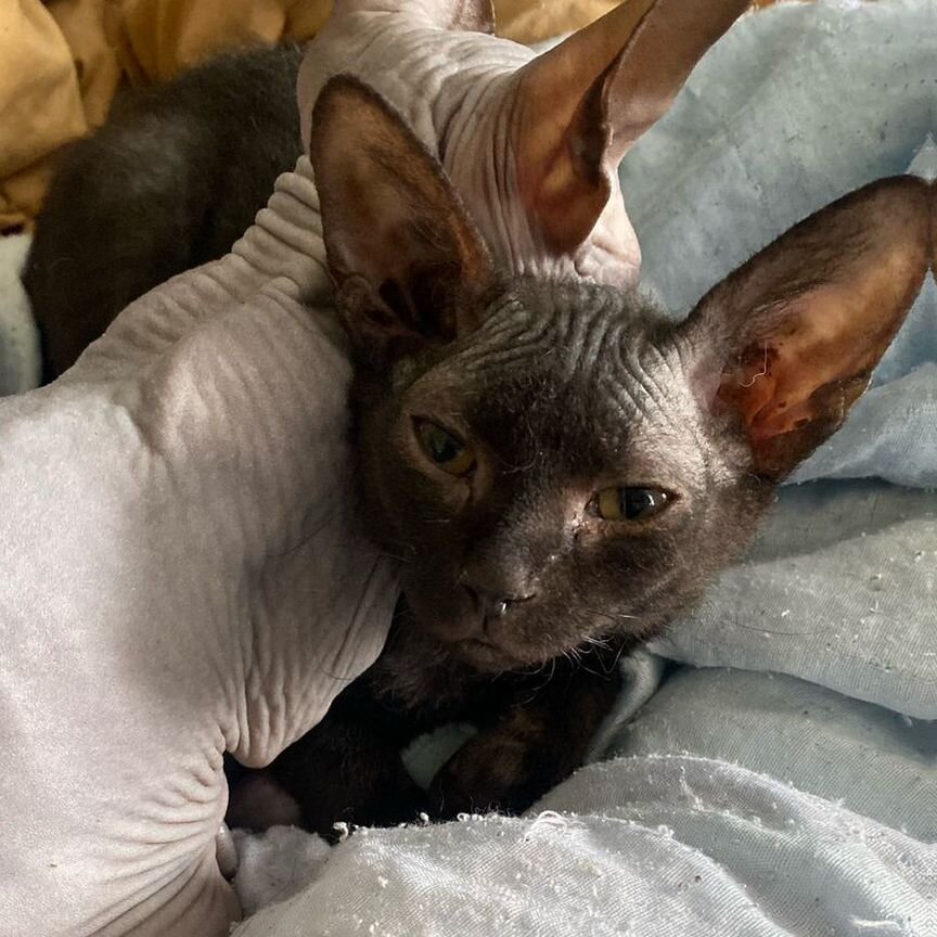 Донской сфинкс котёнок