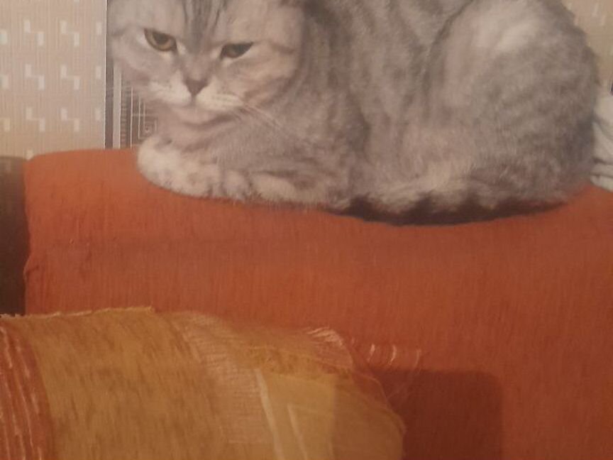 Белая британская кошка