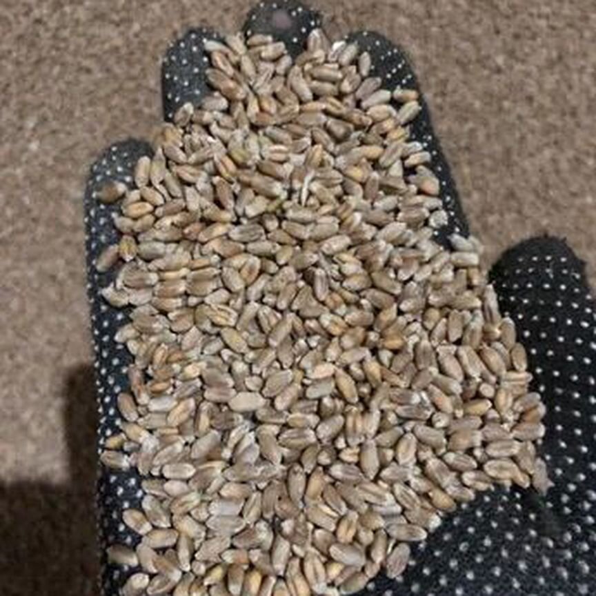 Рожь. Просо. Пшеница. Овёс. Ячмень. Сено