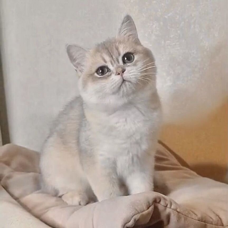 Британская кошечка