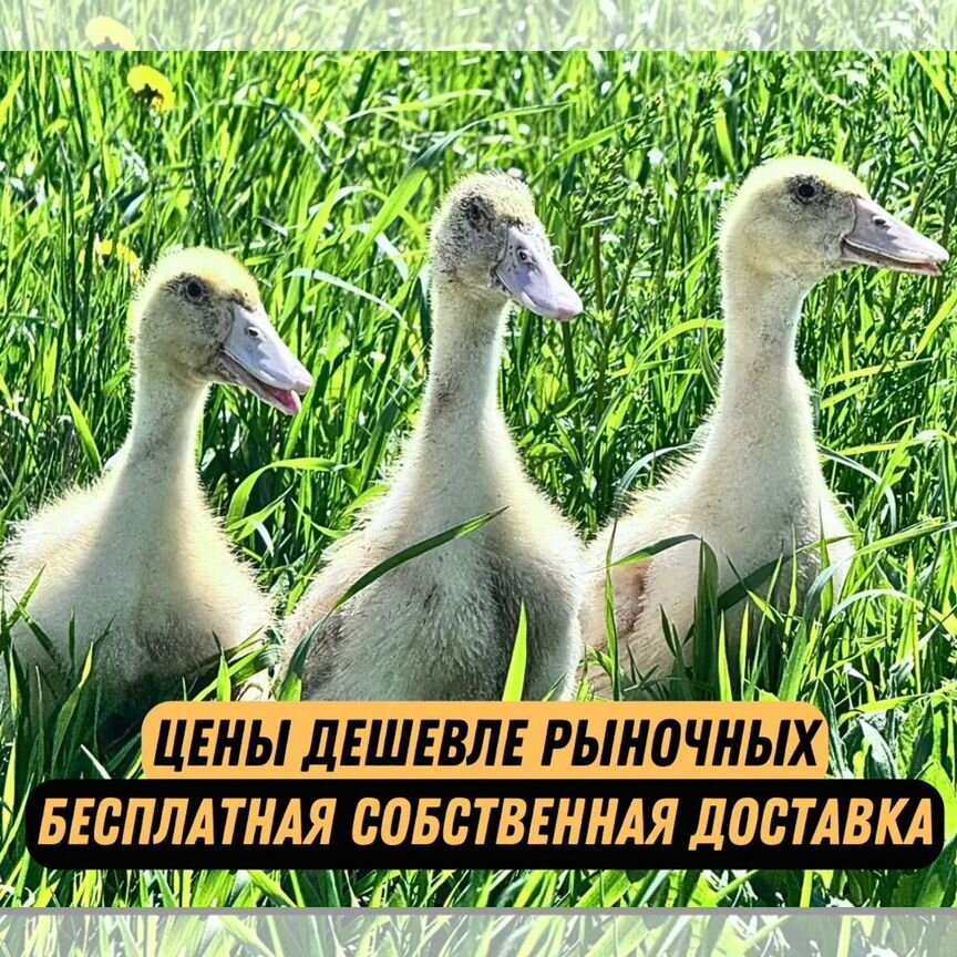 Утята ст 5 оптом от 50 шт. доставка бесплатная