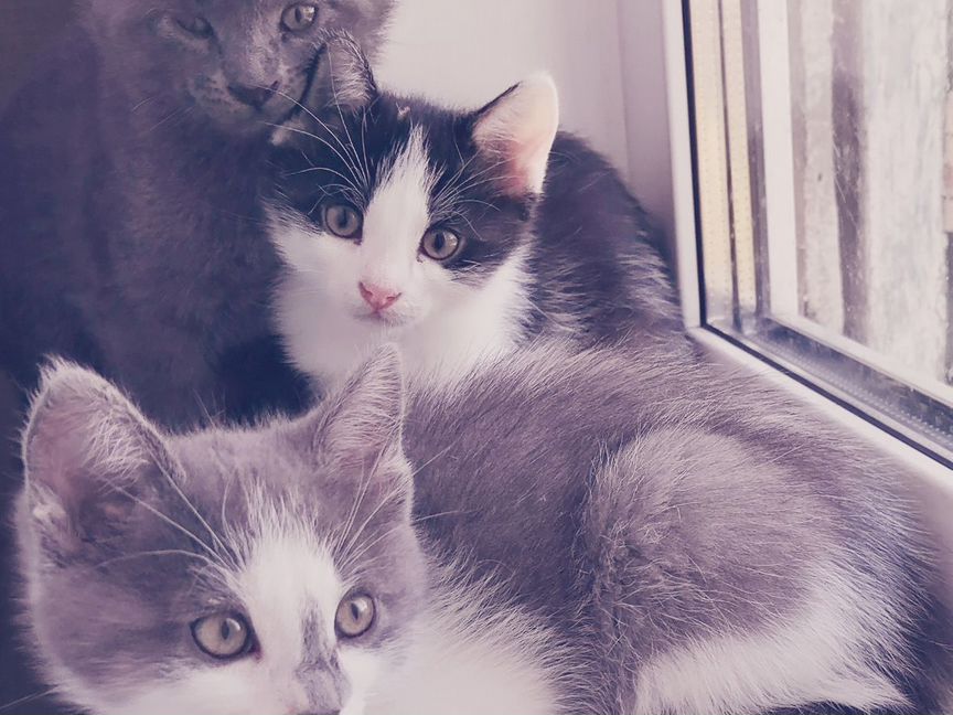 Котята от кошки мышеловки